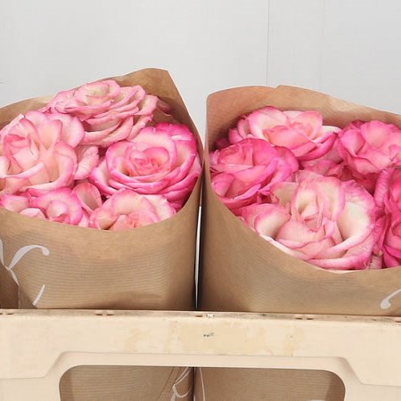 Rose Carousel Illusion 50cm | Wholesale Dutch Flowers & Florist Supplies UK