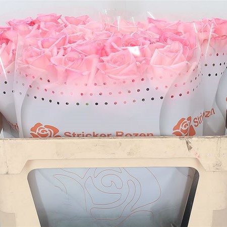 Rose Casanova 70cm | Wholesale Dutch Flowers & Florist Supplies UK