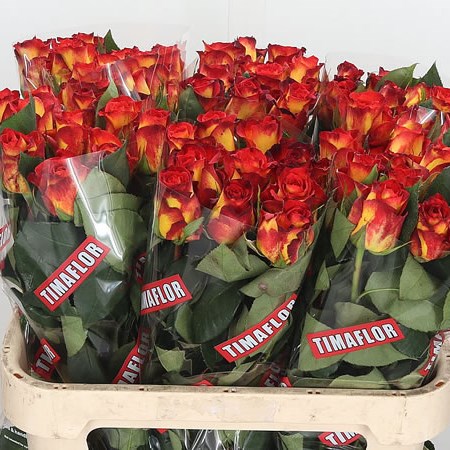 Rose Catch 80cm | Wholesale Dutch Flowers & Florist Supplies UK