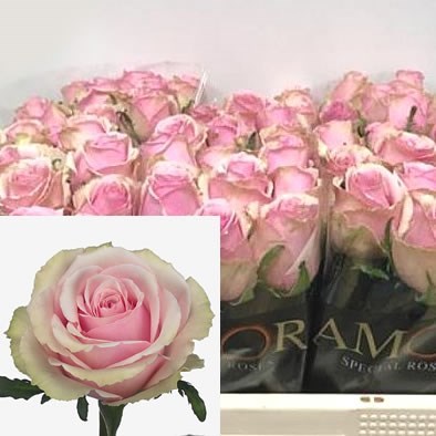 Rose Cely 60cm | Wholesale Dutch Flowers & Florist Supplies UK