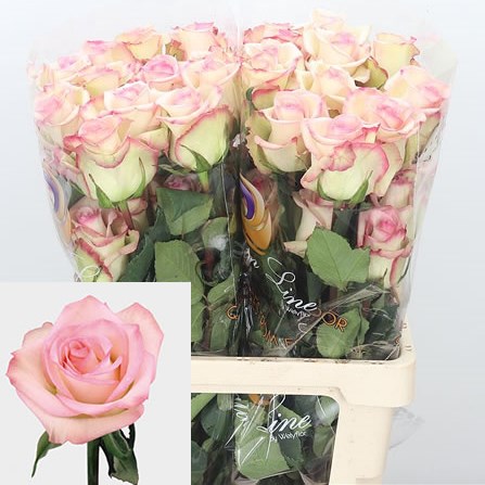 Rose Cezanne (Ecuador) 50cm | Wholesale Dutch Flowers & Florist Supplies UK