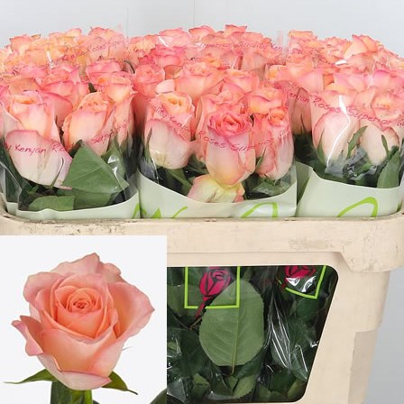 Rose Chablis 60cm | Wholesale Dutch Flowers & Florist Supplies UK
