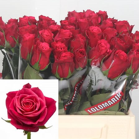 Rose Cherry O 40cm | Wholesale Dutch Flowers & Florist Supplies UK