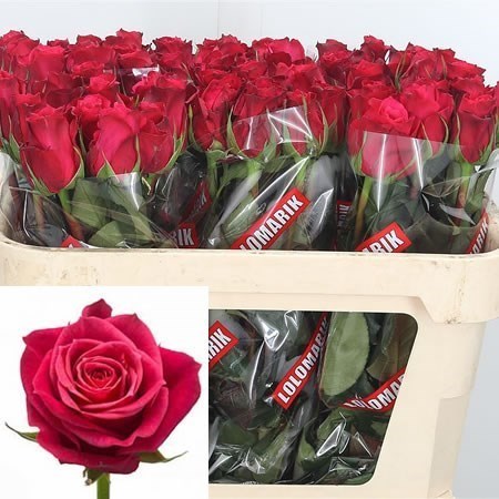 Rose Cherry O 50cm | Wholesale Dutch Flowers & Florist Supplies UK