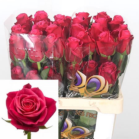 Rose Cherry O (Ecuador) 50cm | Wholesale Dutch Flowers & Florist ...