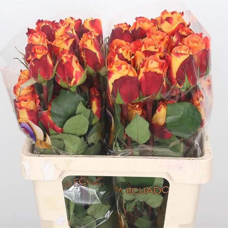 Rose Chili (Ecuador) 50cm | Wholesale Dutch Flowers & Florist Supplies UK