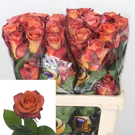 Rose Coffee Break (Ecuador) 40cm | Wholesale Dutch Flowers & Florist ...