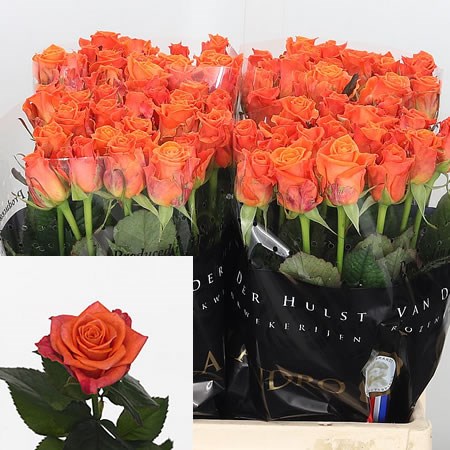 Rose Colandro 60cm | Wholesale Dutch Flowers & Florist Supplies UK
