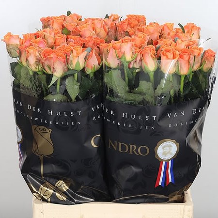 Rose Colandro 80cm | Wholesale Dutch Flowers & Florist Supplies UK