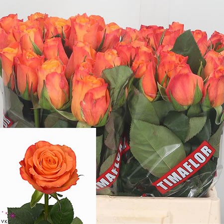 Rose Confidential (Small) 40cm | Wholesale Dutch Flowers & Florist ...