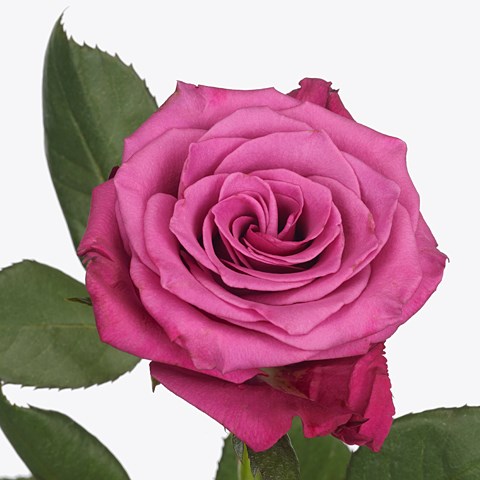 Unique Blue Roses
