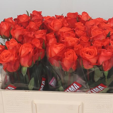 Rose Copacabana 50cm | Wholesale Dutch Flowers & Florist Supplies UK