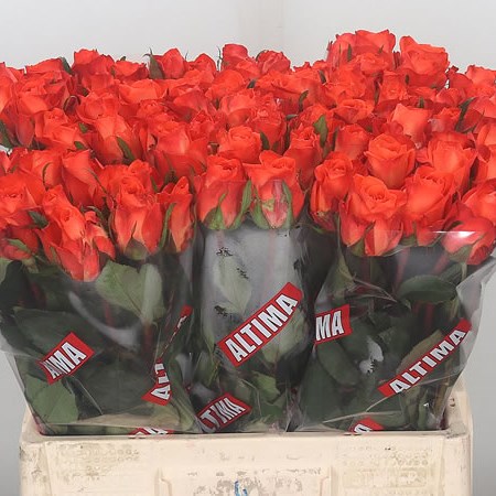Rose Copacabana 60cm | Wholesale Dutch Flowers & Florist Supplies UK