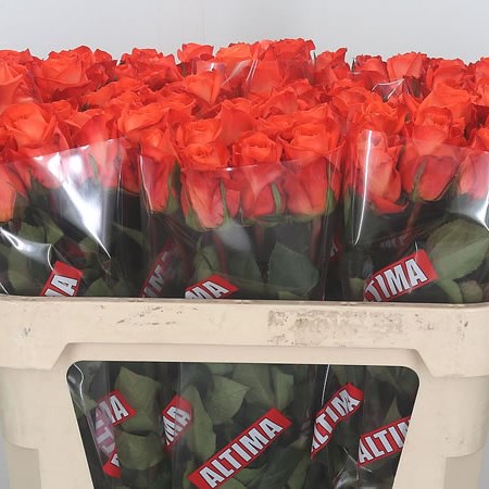 Rose Copacabana 70cm | Wholesale Dutch Flowers & Florist Supplies UK