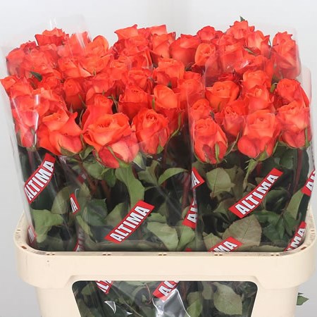 Rose Copacabana 80cm | Wholesale Dutch Flowers & Florist Supplies UK