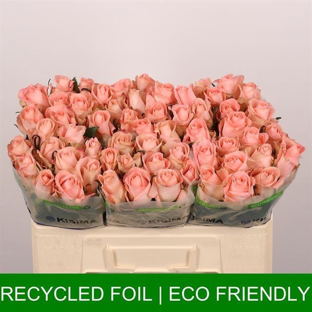 Rose Coral Crown 50cm | Wholesale Dutch Flowers & Florist Supplies UK