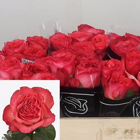 Rose Coral Reeva 50cm | Wholesale Dutch Flowers & Florist Supplies UK