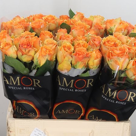 Rose Cosima 60cm | Wholesale Dutch Flowers & Florist Supplies UK