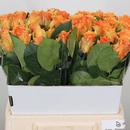 Rose Cosima 70cm | Wholesale Dutch Flowers & Florist Supplies UK