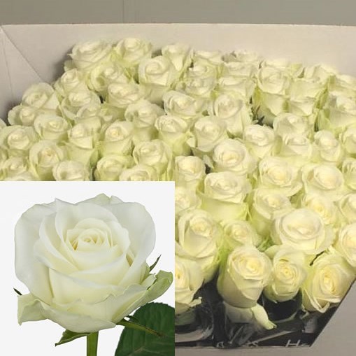Rose Countdown 50cm | Wholesale Dutch Flowers & Florist Supplies UK