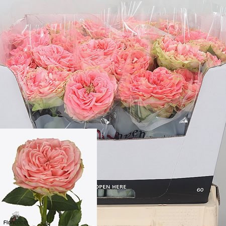 Rose Country Spirit Coral Girl 60cm | Wholesale Dutch Flowers & Florist ...