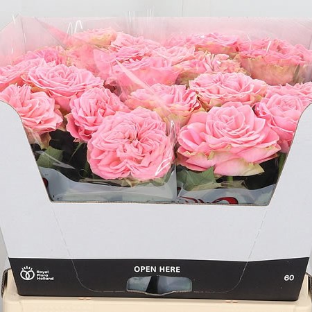 Rose Country Spirit Girl 60cm | Wholesale Dutch Flowers & Florist ...