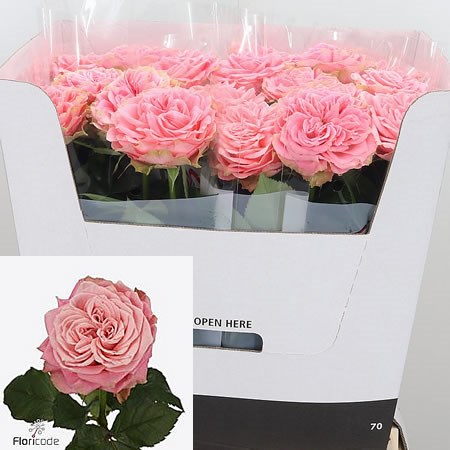 Rose Country Spirit Girl 70cm | Wholesale Dutch Flowers & Florist ...