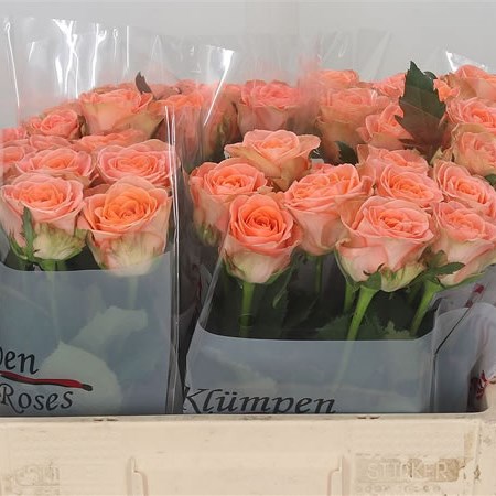 Rose Country Spirit Home 60cm | Wholesale Dutch Flowers & Florist ...