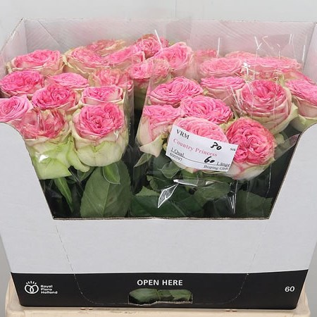 Rose Country Spirit Princess 60cm | Wholesale Dutch Flowers & Florist ...