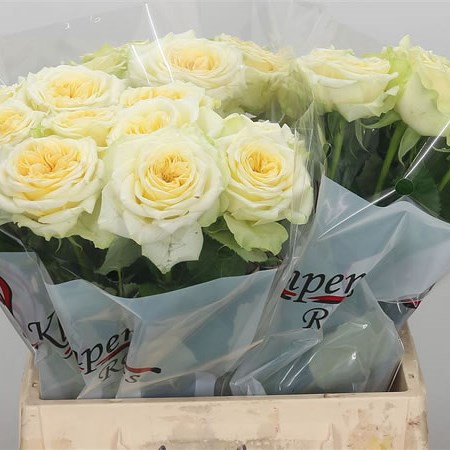 Rose Country Spirit Wedding 60cm | Wholesale Dutch Flowers & Florist ...