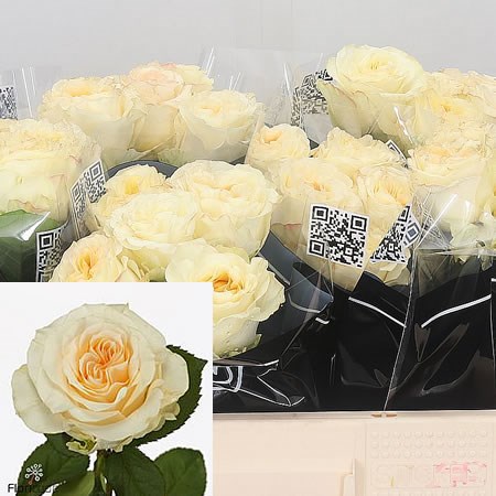 Rose Creamy Reeva 50cm | Wholesale Dutch Flowers & Florist Supplies UK