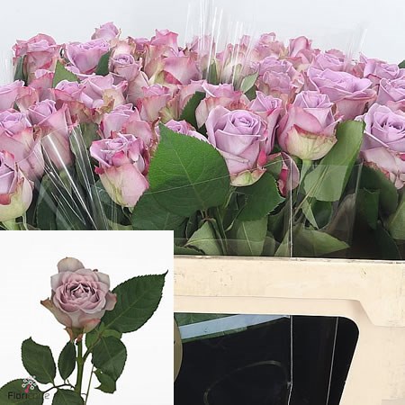 Rose Dancing Clouds 60cm | Wholesale Dutch Flowers & Florist Supplies UK