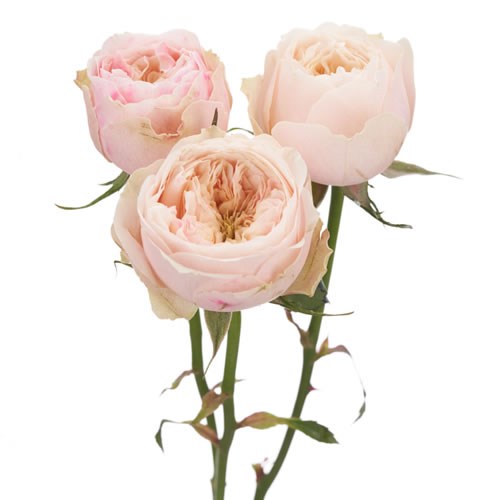 Rose Garden Darlington (Spray) 50cm | Wholesale Dutch Flowers & Florist ...