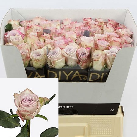 Rose Deep Silver 70cm | Wholesale Dutch Flowers & Florist Supplies UK