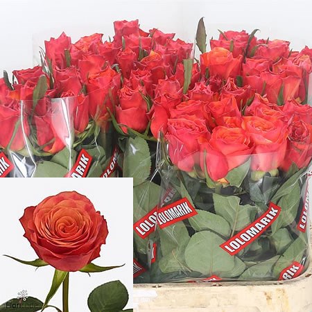 Rose Devoted 80cm | Wholesale Dutch Flowers & Florist Supplies UK