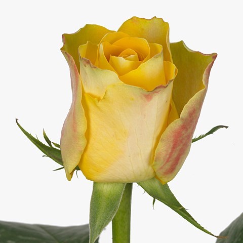 Rose Down Town 50cm | Wholesale Dutch Flowers & Florist Supplies UK