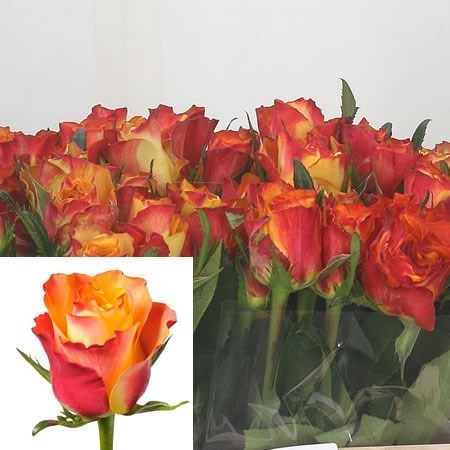 Rose Downtown (Small Heads) 50cm | Wholesale Dutch Flowers & Florist ...