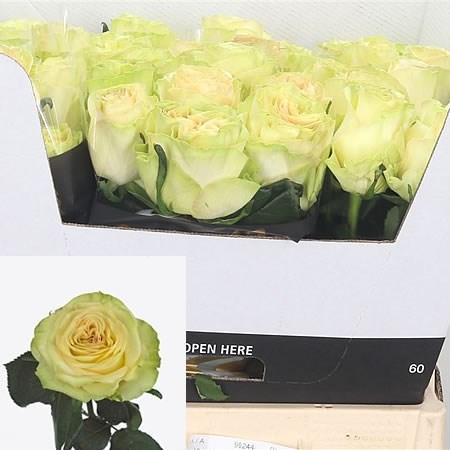 Rose Dynamic 70cm | Wholesale Dutch Flowers & Florist Supplies UK