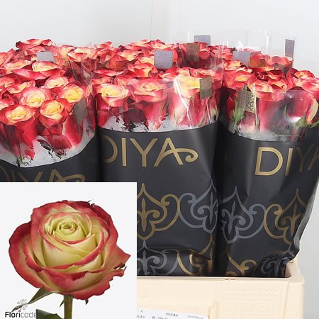 Rose Eagle Eye 60cm | Wholesale Dutch Flowers & Florist Supplies UK