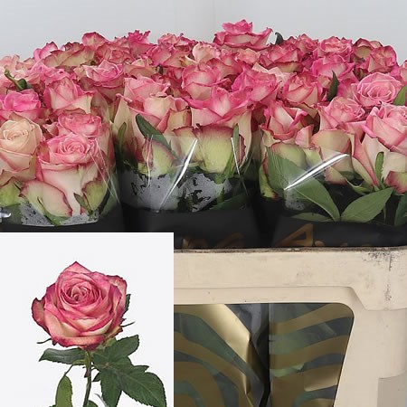 Rose Edge 70cm | Wholesale Dutch Flowers & Florist Supplies UK