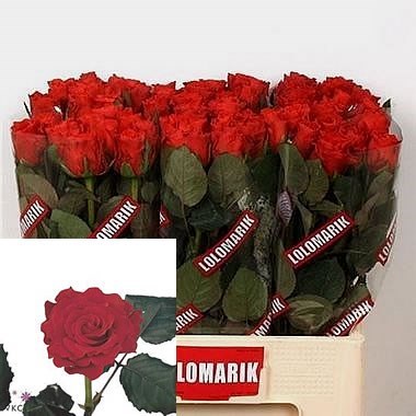 Rose El Toro 60cm | Wholesale Dutch Flowers & Florist Supplies UK