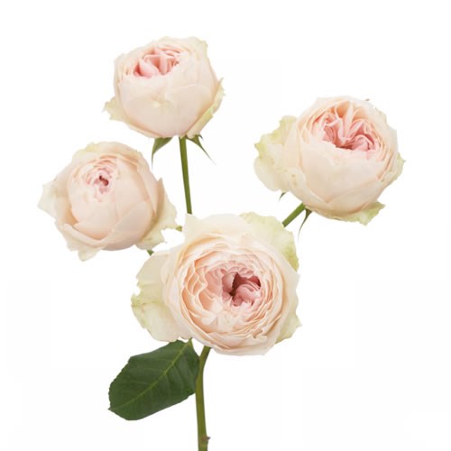 Rose Emma Woodhouse (Spray) 50cm | Wholesale Dutch Flowers & Florist ...