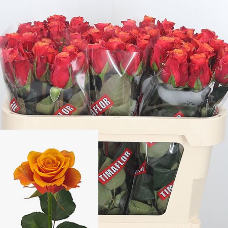 Rose Espana 70cm | Wholesale Dutch Flowers & Florist Supplies UK