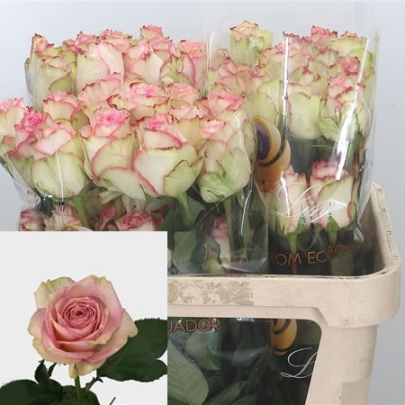 Rose Esperance (Ecuador) 70cm | Wholesale Dutch Flowers & Florist ...