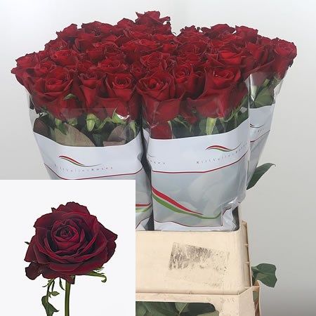 Rose Ever Red 90cm | Wholesale Dutch Flowers & Florist Supplies UK