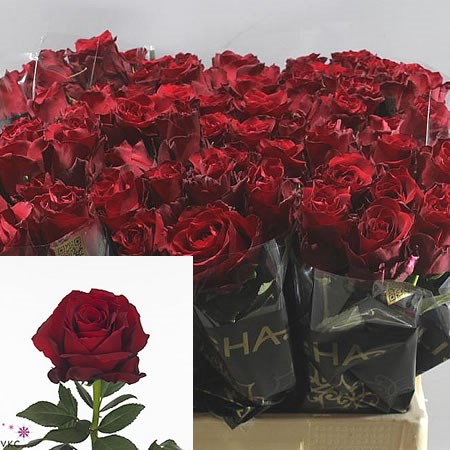 Rose Explorer 80cm | Wholesale Dutch Flowers & Florist Supplies UK
