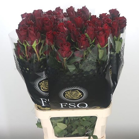 Rose Explorer (Ecuador) 100cm | Wholesale Dutch Flowers & Florist ...