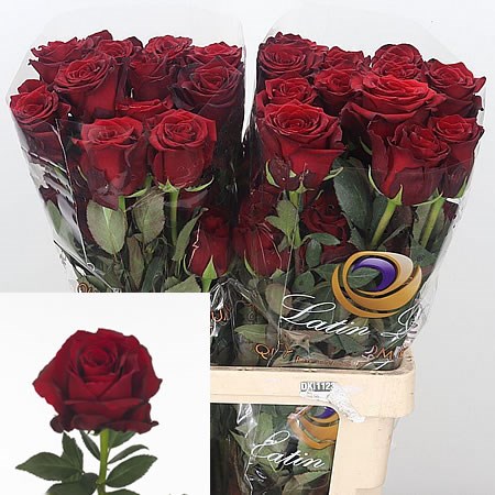 Rose Explorer (Ecuador) 50cm | Wholesale Dutch Flowers & Florist ...