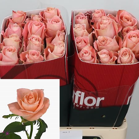 Rose Fado (Ecuador) 60cm | Wholesale Dutch Flowers & Florist Supplies UK
