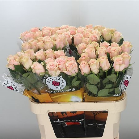 Rose Femina 80cm | Wholesale Dutch Flowers & Florist Supplies UK
